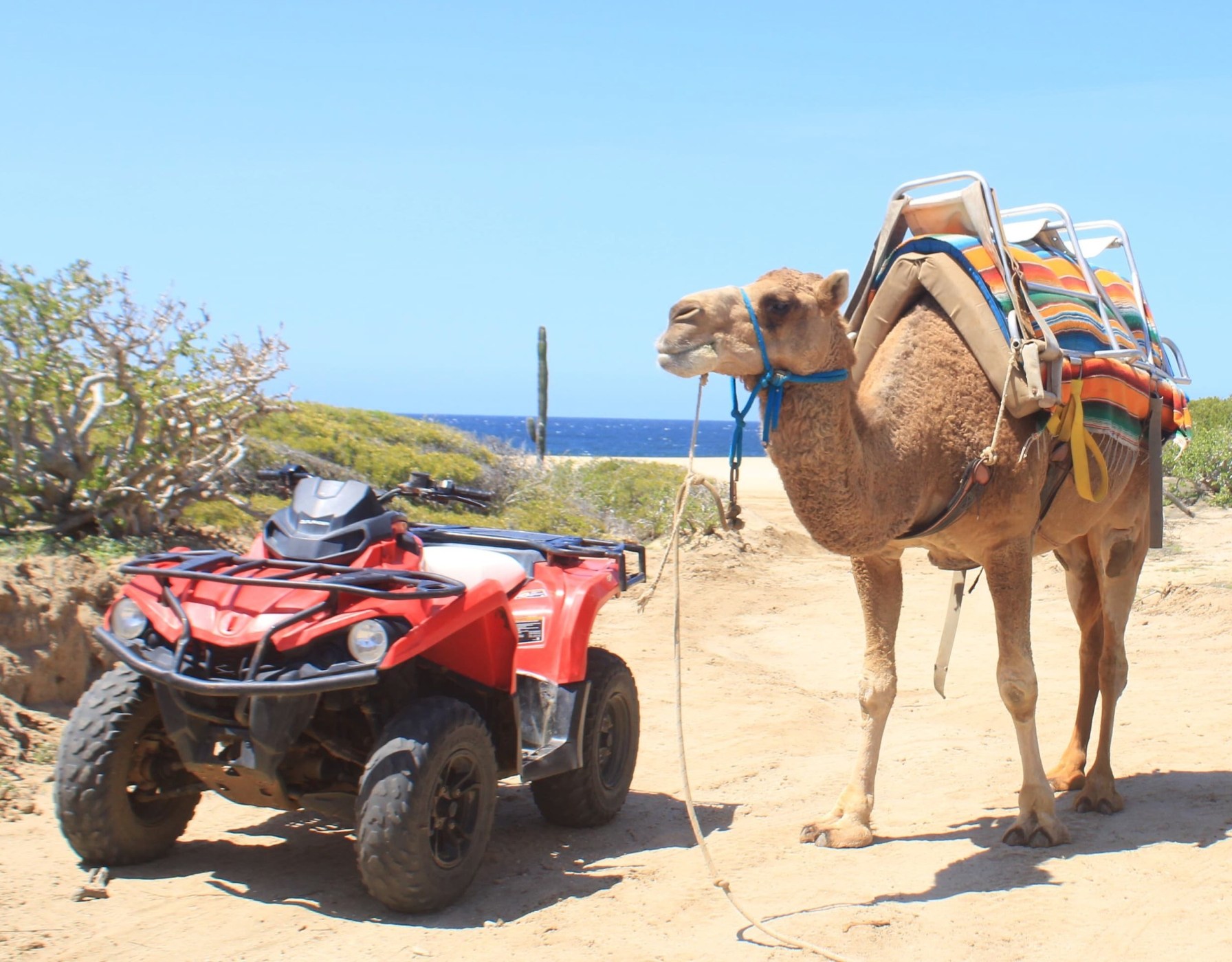 Combo Spider ATV - Kabubi: Camel Rides in Cabo San Lucas, Mexico ...